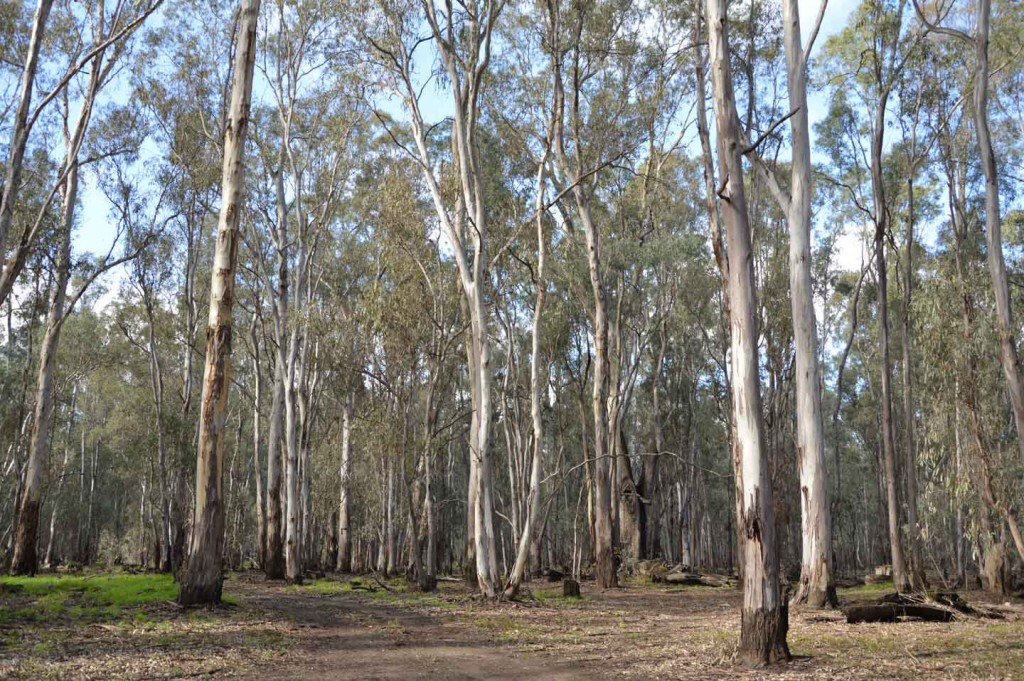 Sustainability - Arbuthnot Sawmills